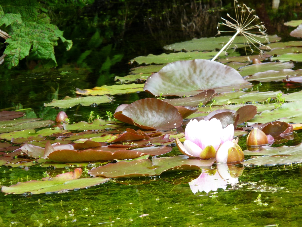 Pond - Progress So Far - Howe Trust & Allotment Association