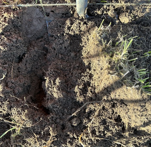 Allotment Tips - Couch Grass - Howe Trust & Allotment Association