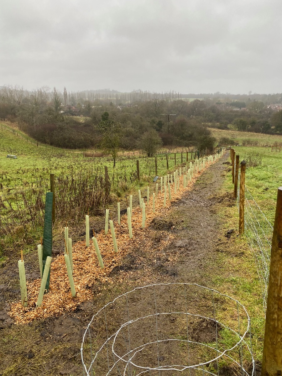 New Wildlife Hedge Planted! - Howe Trust & Allotment Association