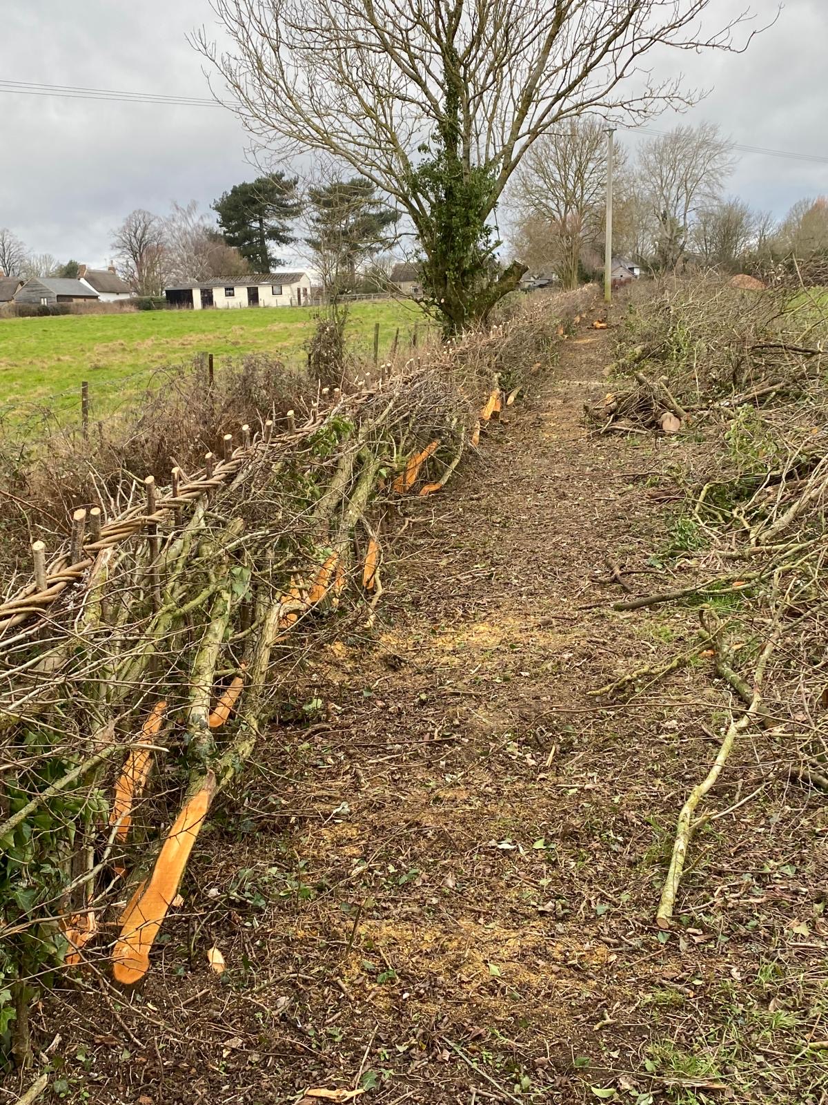 Windmill Lane Hedge Laying - Howe Trust & Allotment Association