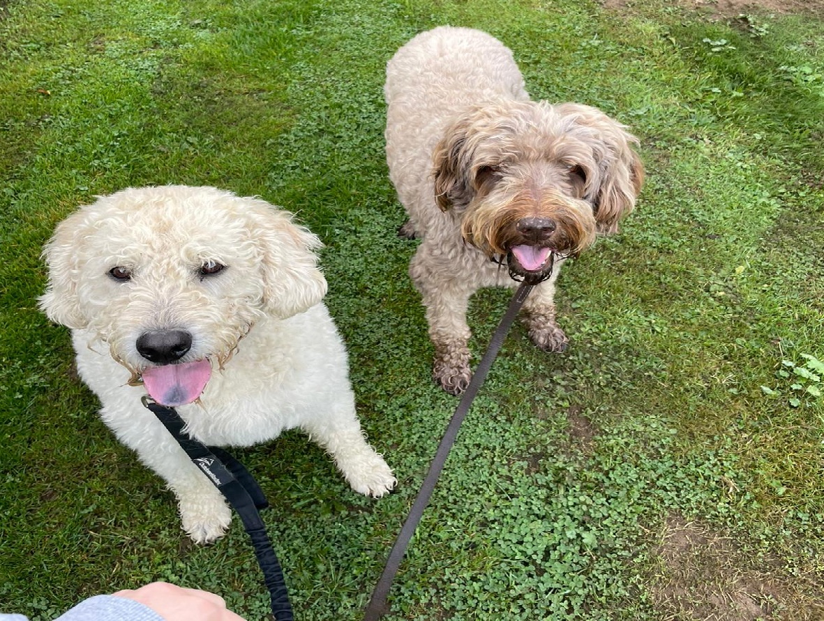 Dogs on The Howe - Howe Trust & Allotment Association